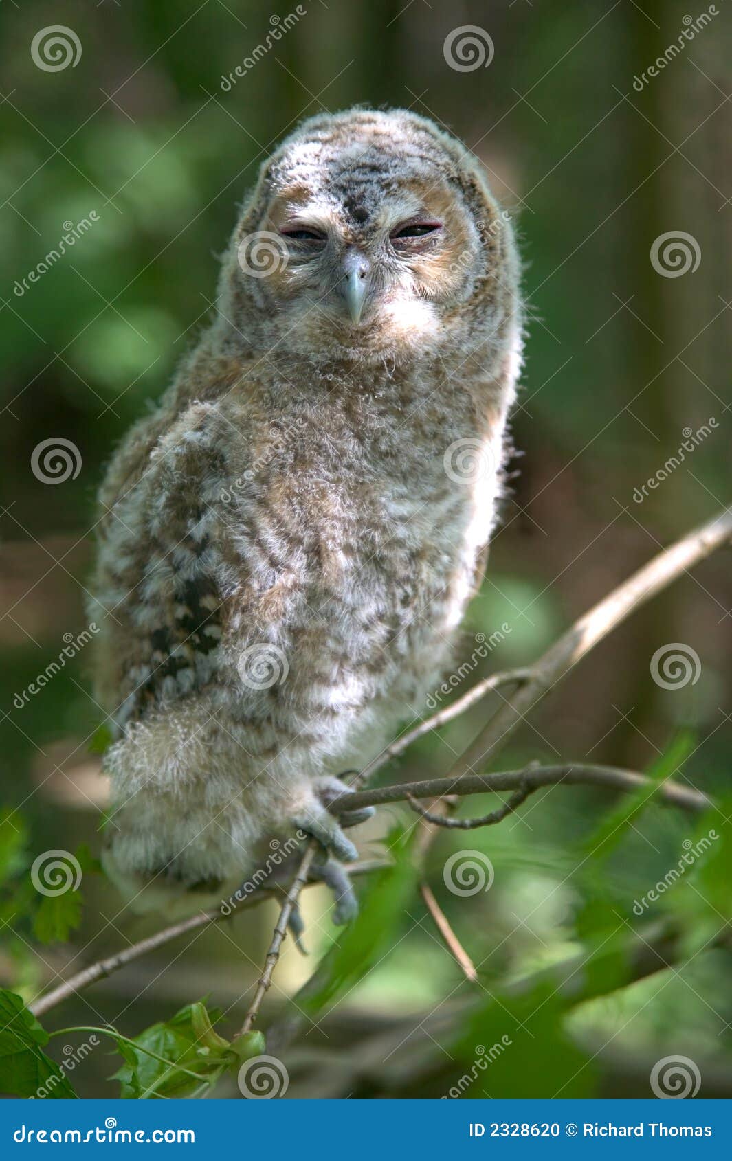 Buho del bebé foto de archivo. Imagen de virginal, bebé - 2328620