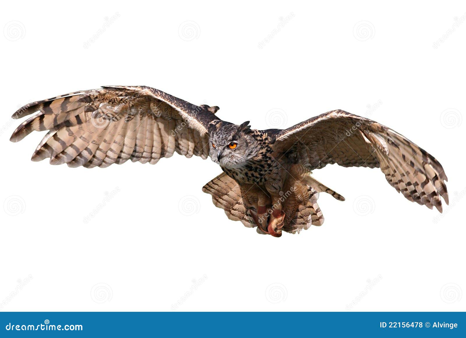 Buho del vuelo foto de archivo. Imagen de presa, corte - 22156478