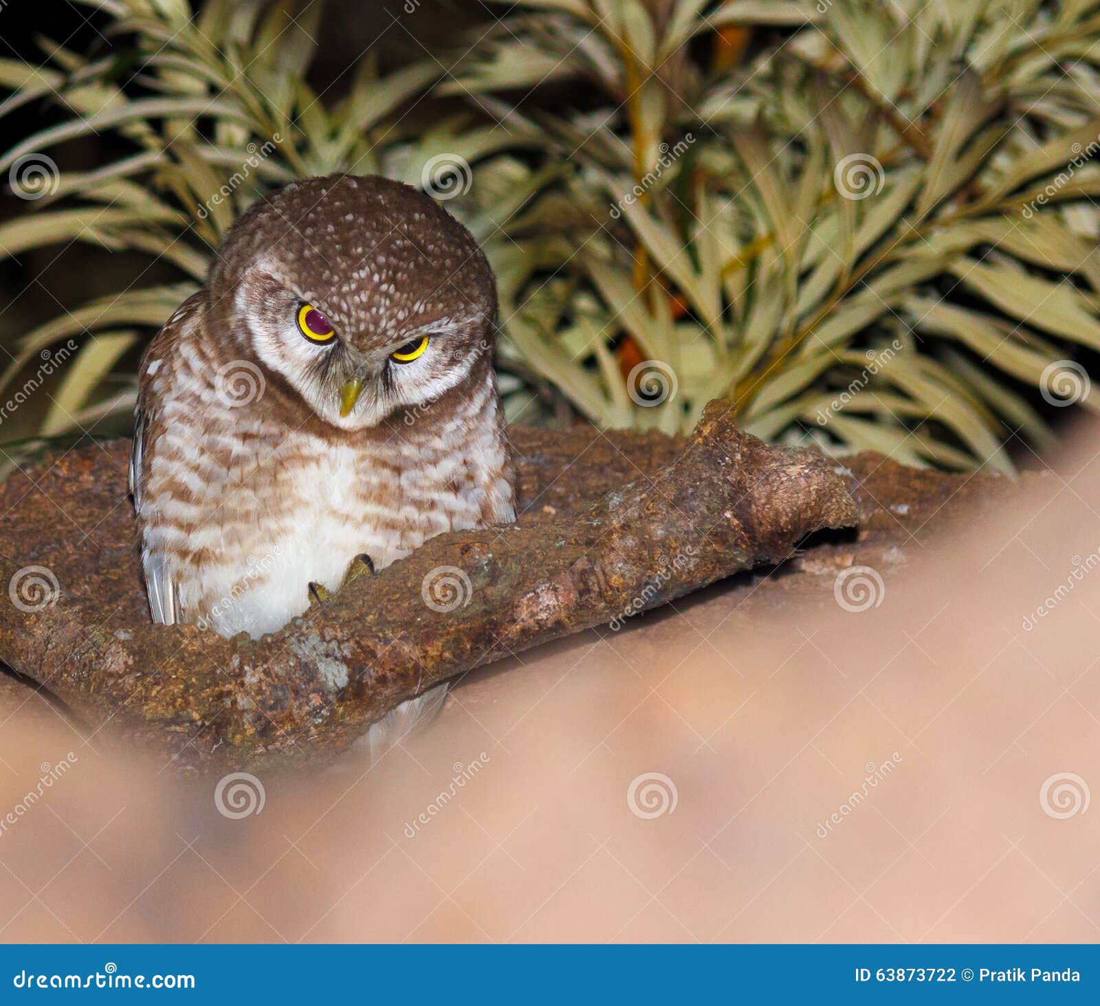 Buho en la noche foto de archivo. Imagen de especie, malo - 63873722