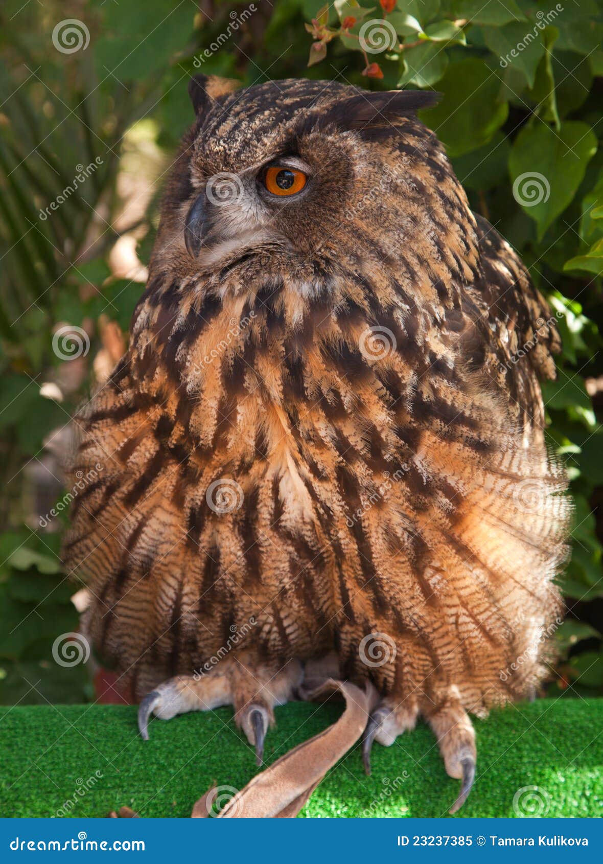 Buho Grande Hermoso En Cautiverio Imagen de archivo - Imagen de salvaje ...