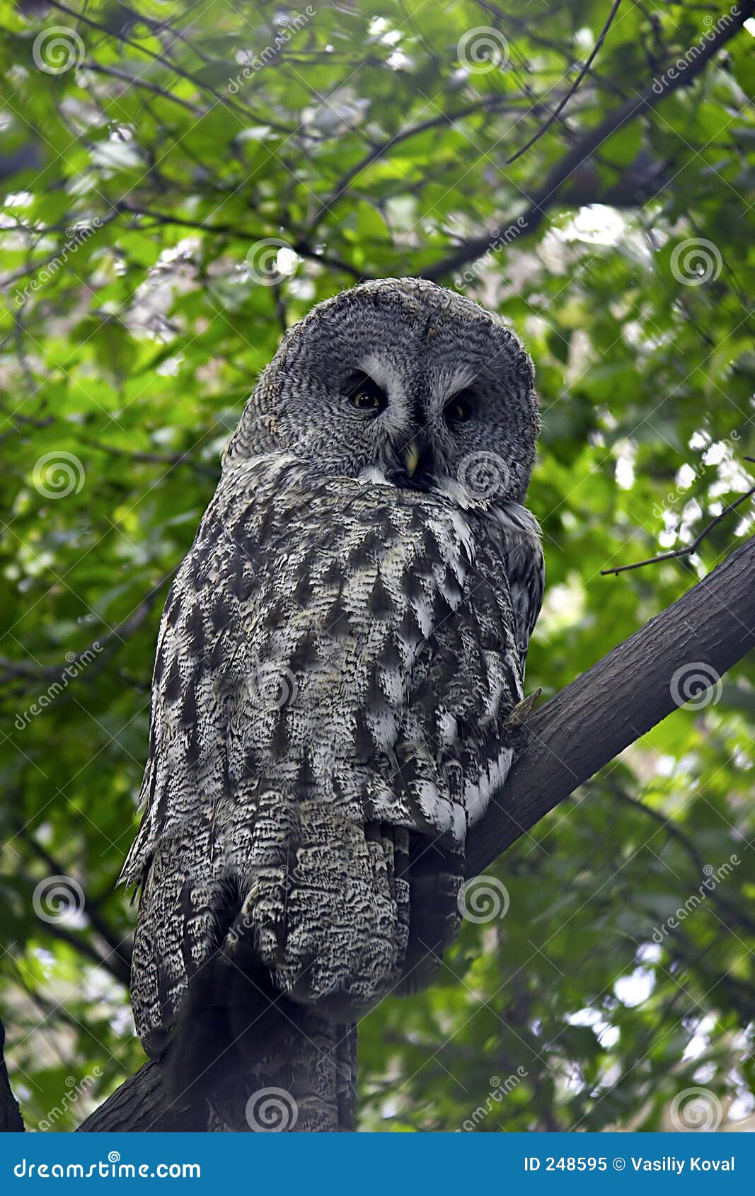 Buho gris imagen de archivo. Imagen de presa, perfil, rapaz - 248595