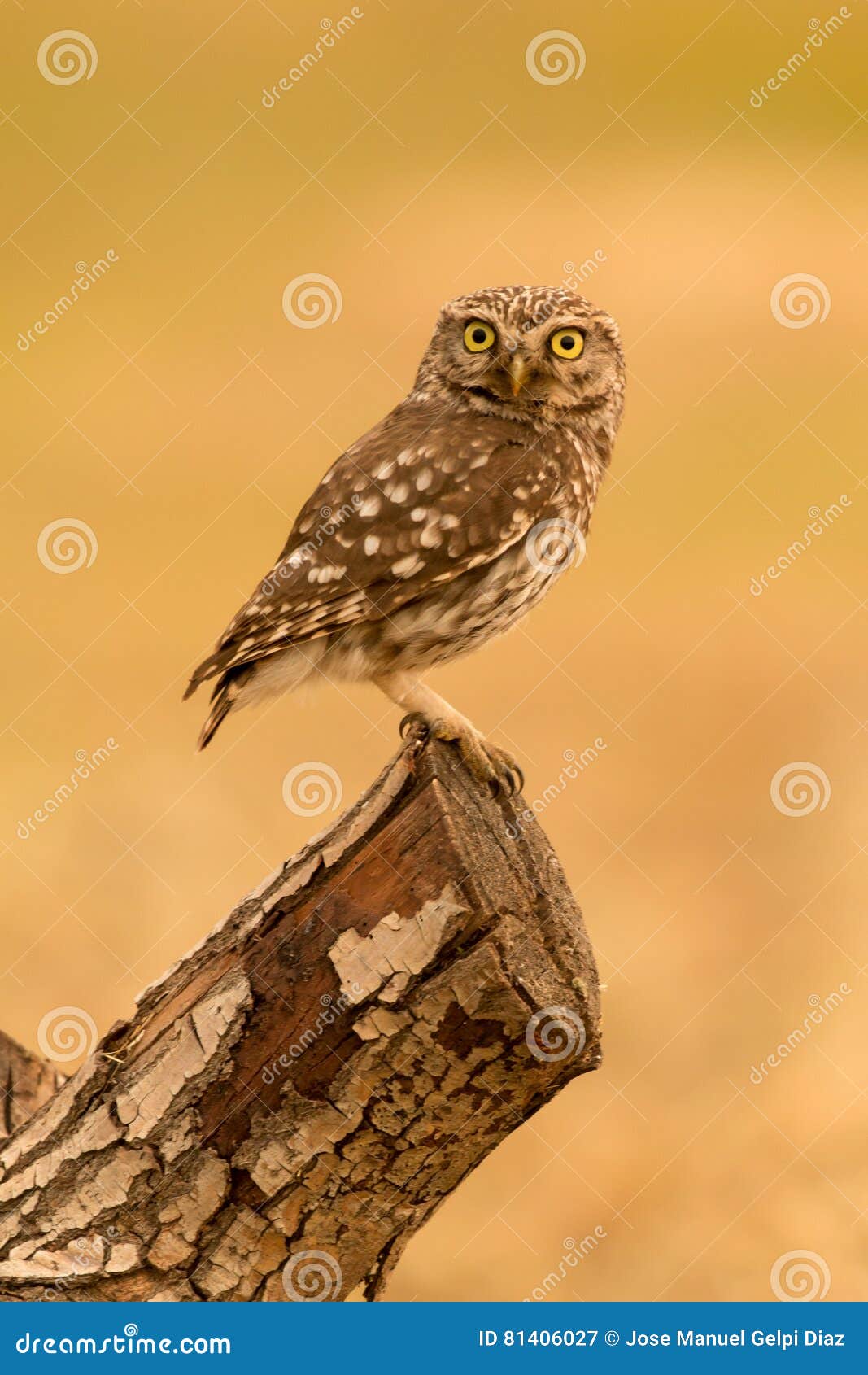 Buho lindo imagen de archivo. Imagen de lindo, granja - 81406027