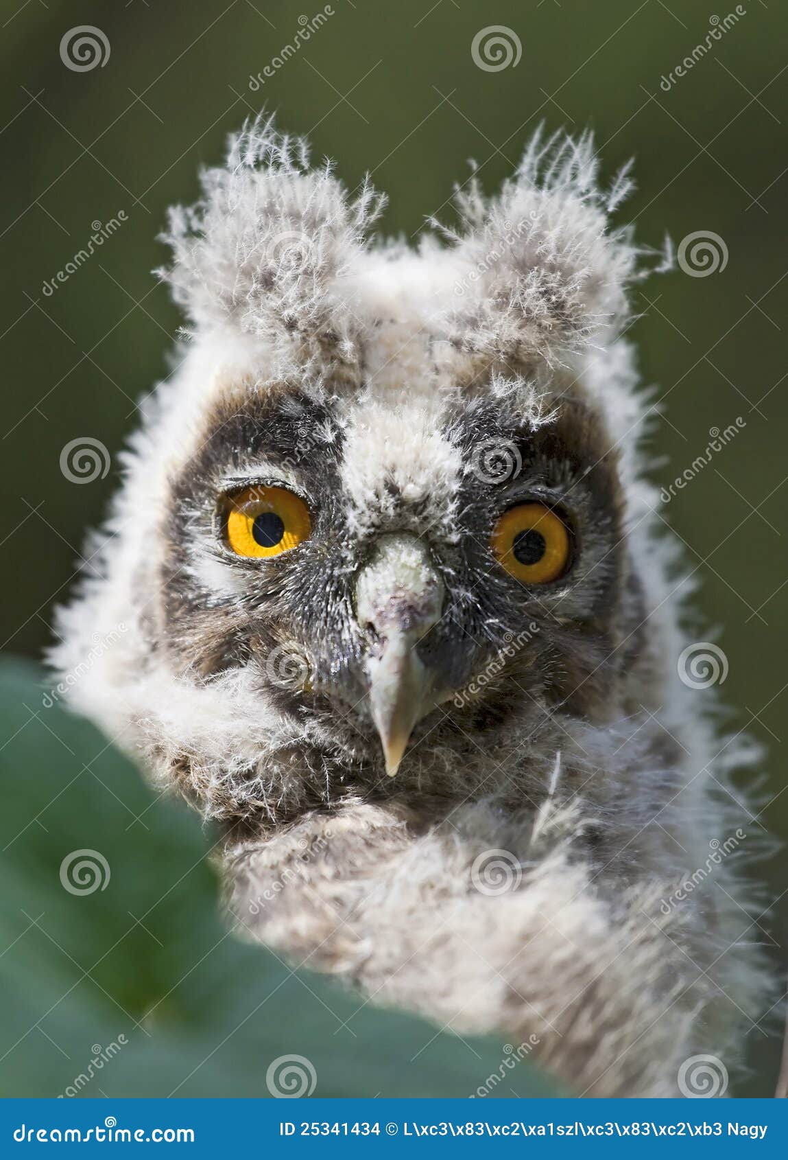 Buho Long-eared Joven (otus Del Asio) Foto de archivo - Imagen de ...