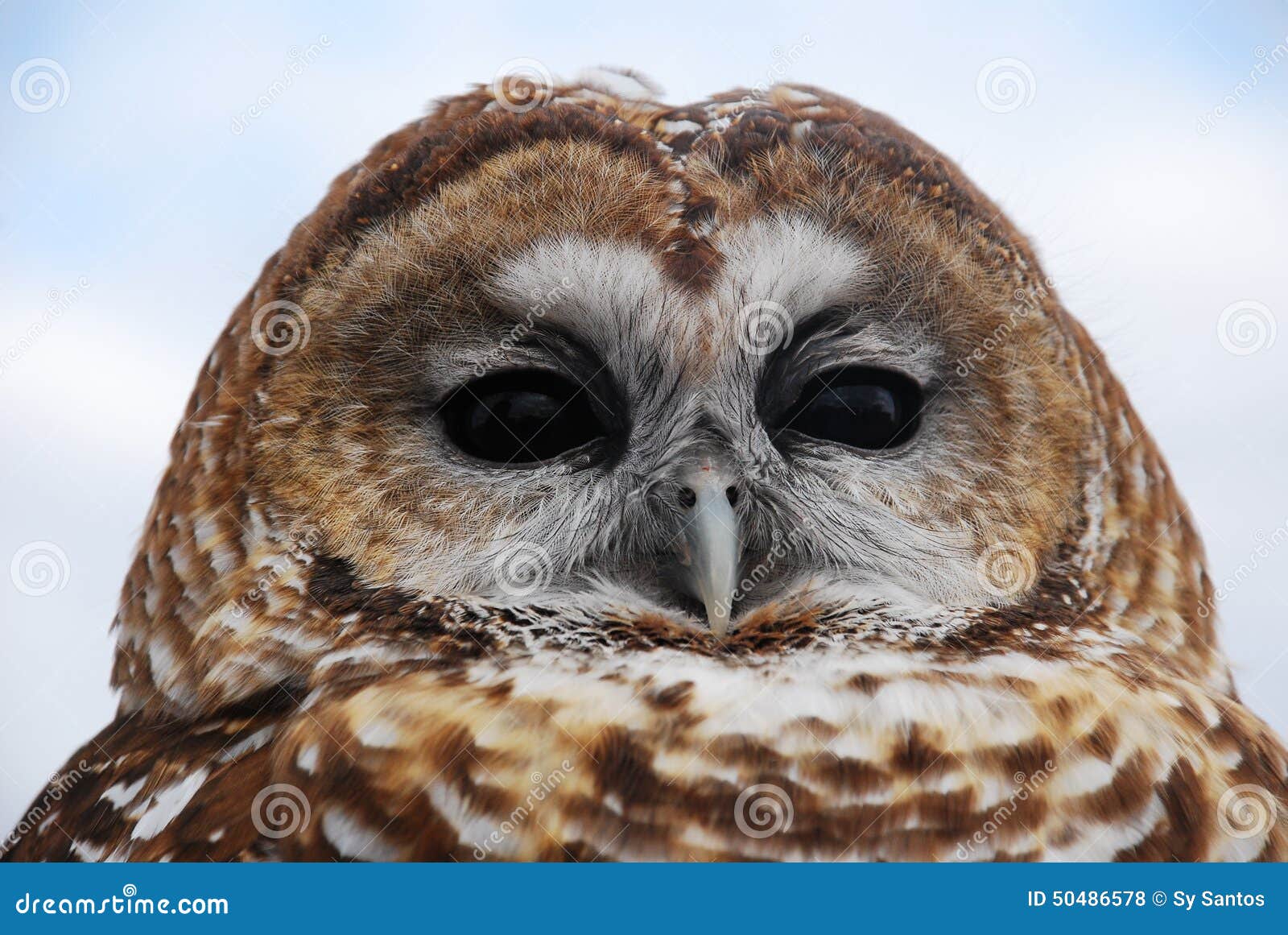 Buho manchado mexicano foto de archivo. Imagen de manchado - 50486578