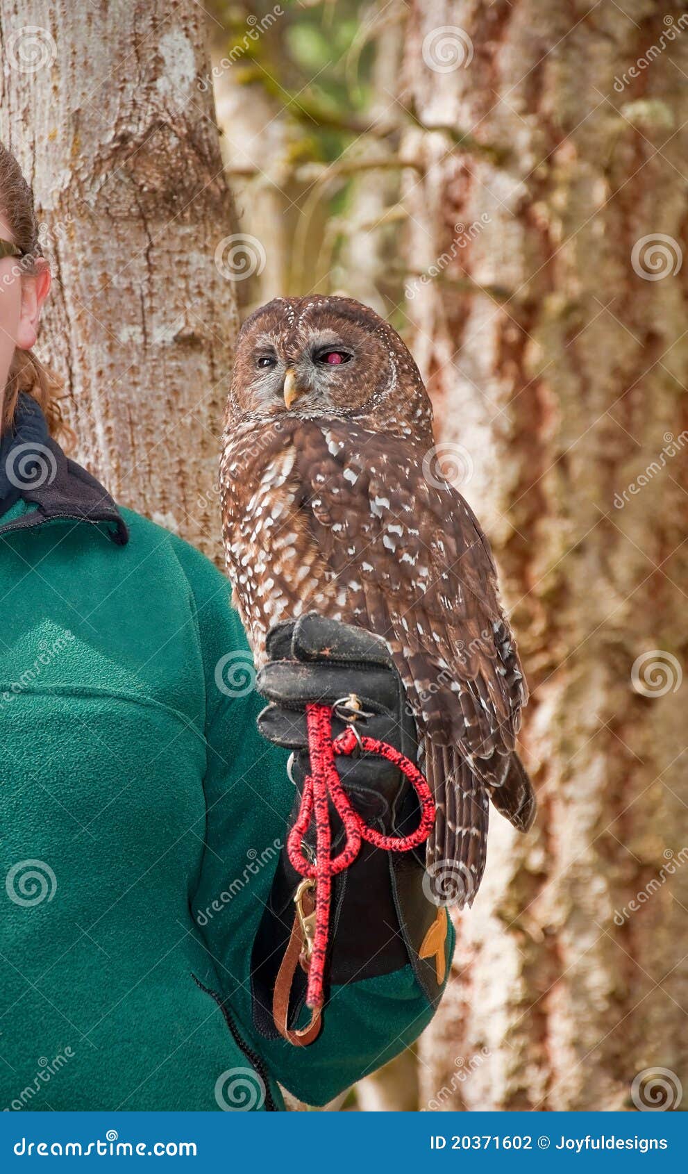Buho Manchado Rescatado En Programa Piloto Foto de archivo - Imagen de ...