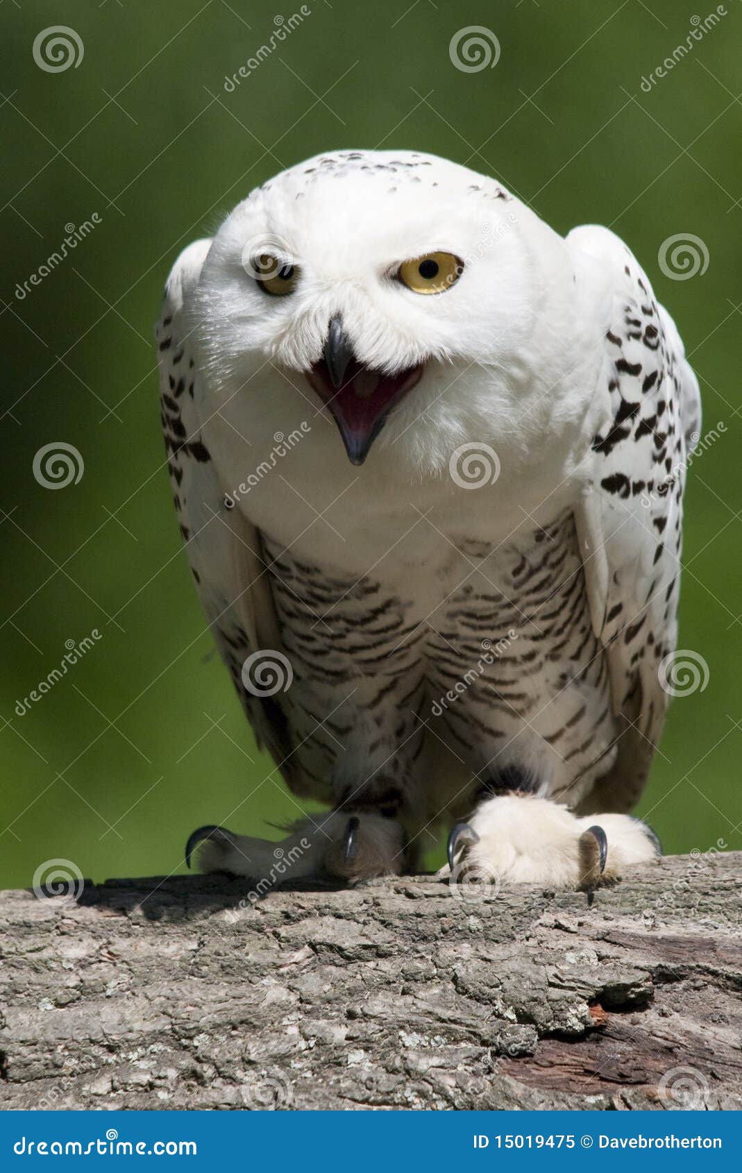Buho Nevado imagen de archivo. Imagen de nevoso, garras - 15019475