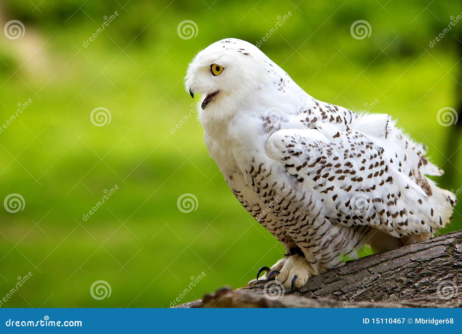 Buho Nevado imagen de archivo. Imagen de fauna, pino - 15110467