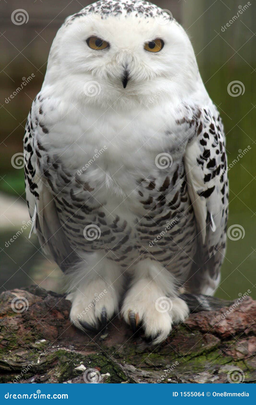 Buho Nevado foto de archivo. Imagen de nevoso, nocturno - 1555064