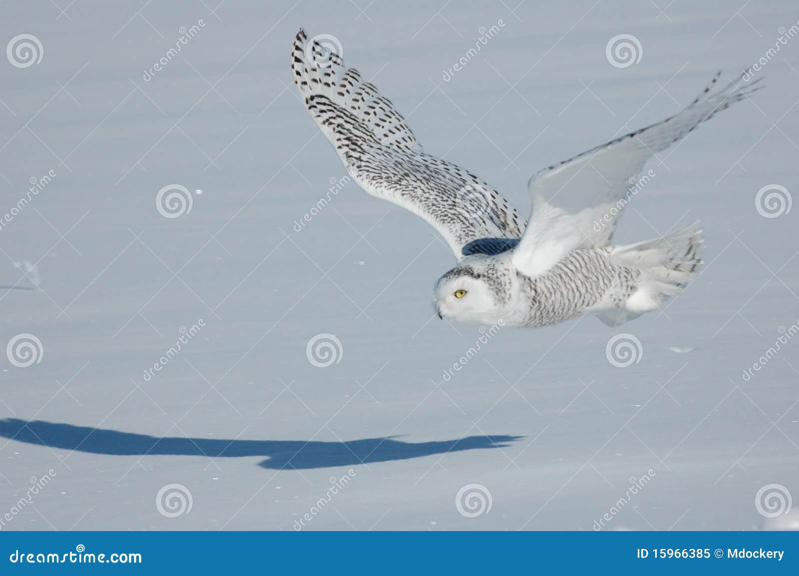 Buho Nevado imagen de archivo. Imagen de raro, norte - 15966385