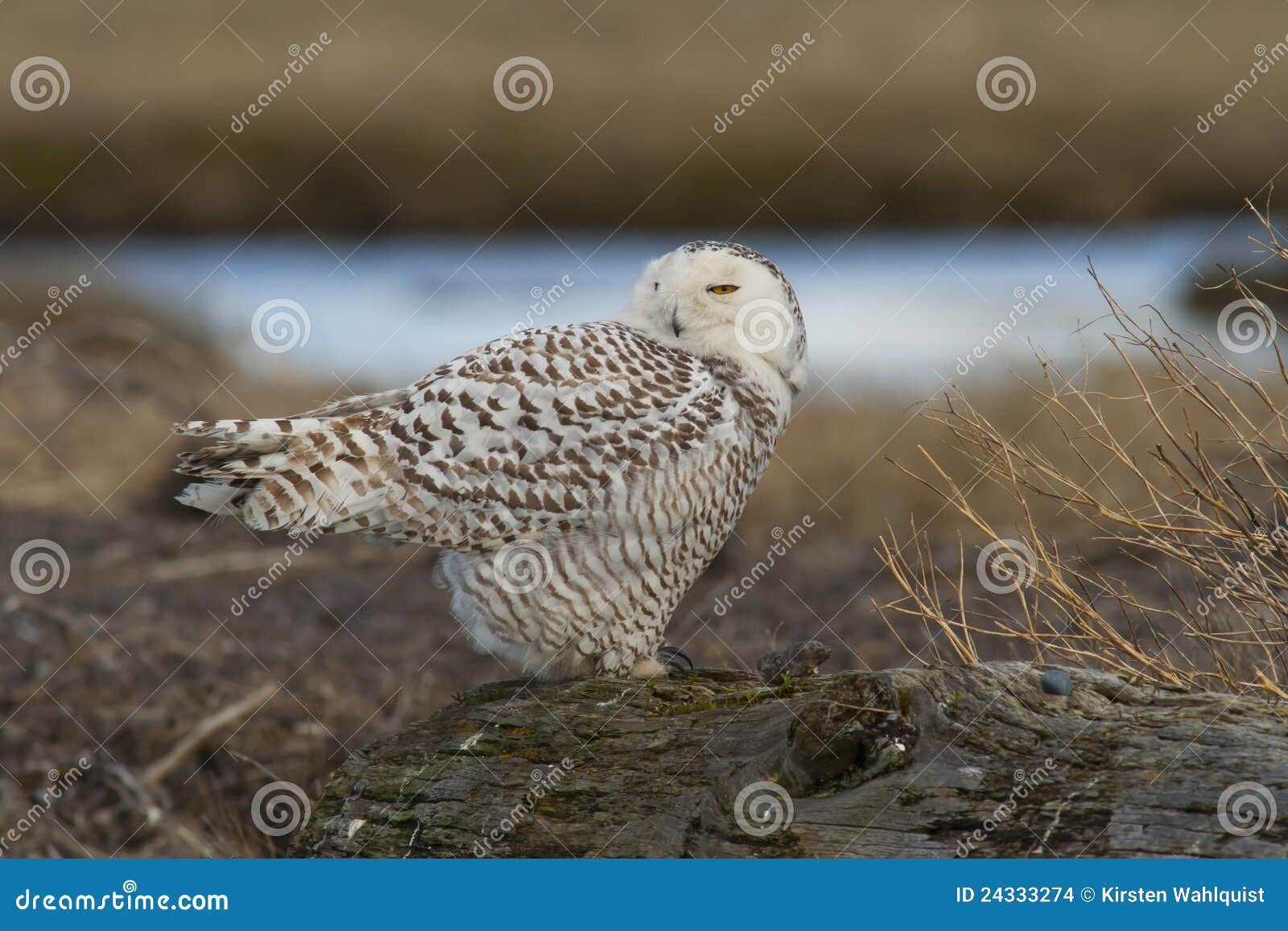 Buho Nevado foto de archivo. Imagen de buho, animales - 24333274
