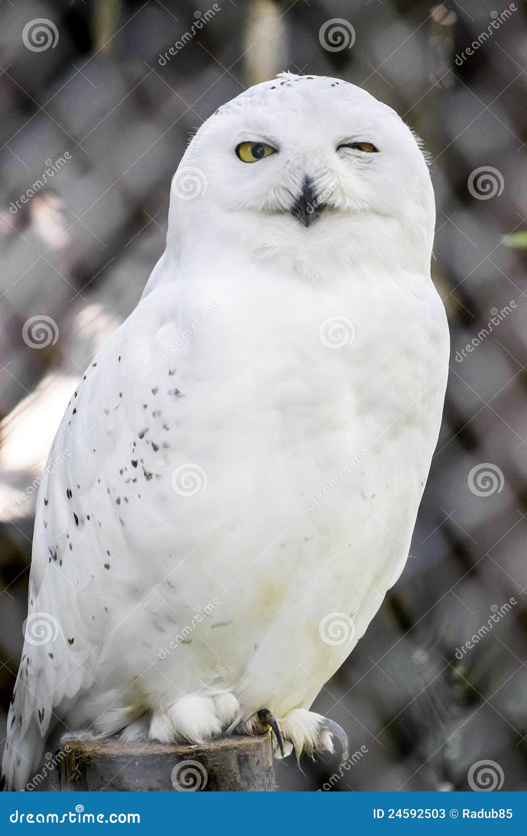 Buho Nevado imagen de archivo. Imagen de cautiverio, expresivo - 24592503