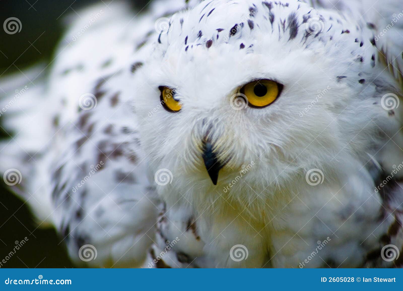 Buho Nevado foto de archivo. Imagen de buho, cubo, cierre - 2605028