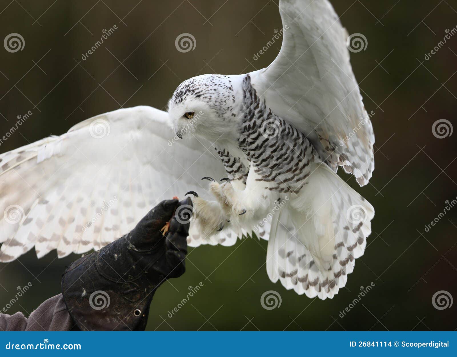 Buho Nevado foto de archivo. Imagen de vuelo, presa, plumaje - 26841114