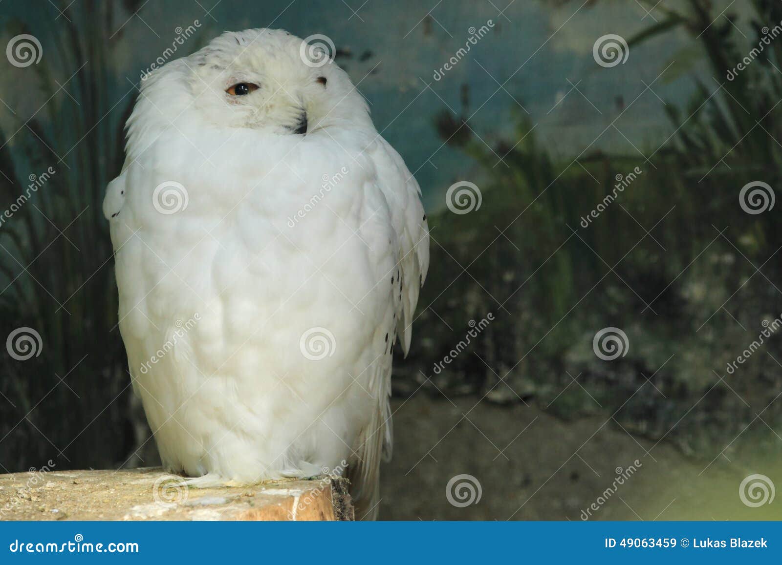 Buho Nevado imagen de archivo. Imagen de nevoso, animal - 49063459