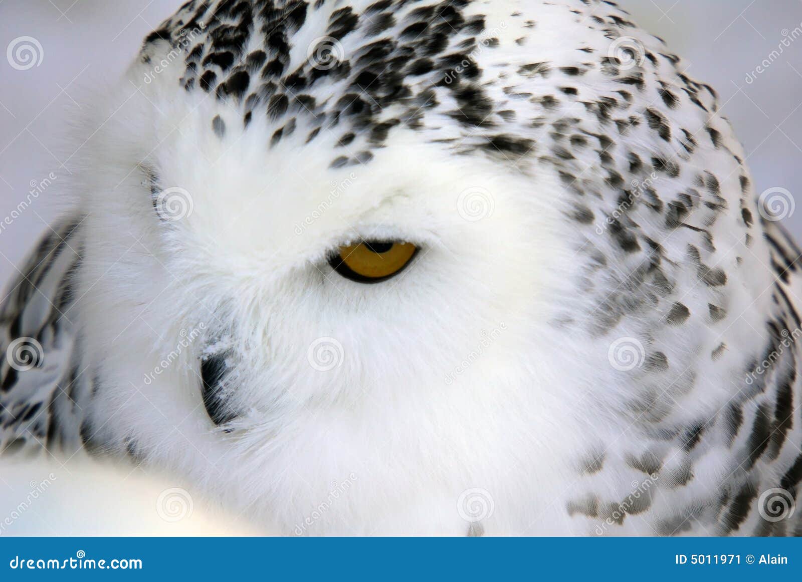 Buho Nevado imagen de archivo. Imagen de alas, deslumbrar - 5011971