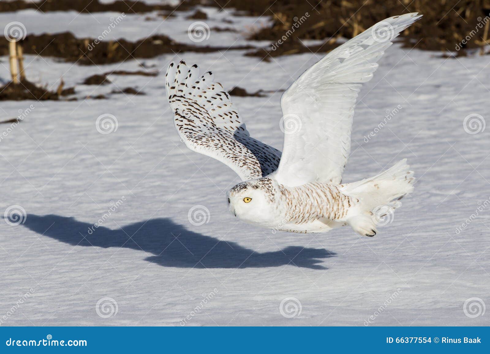 Buho Nevado foto de archivo. Imagen de campo, amarillo - 66377554
