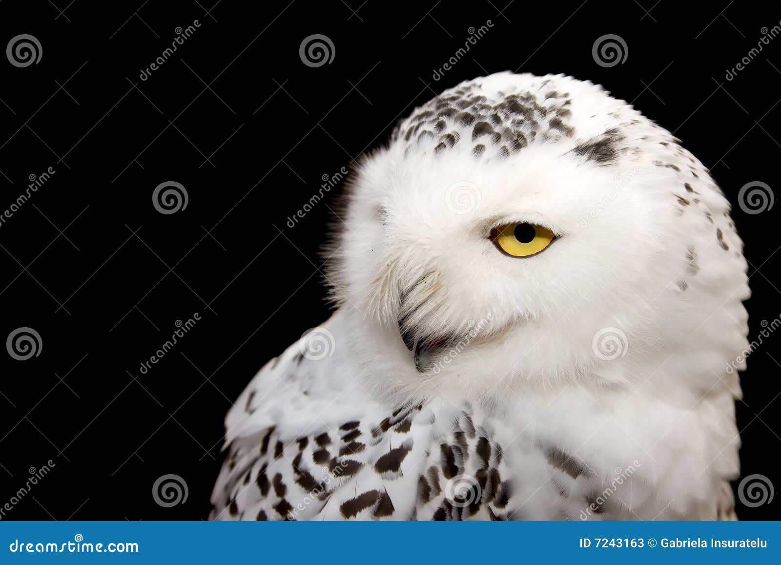 Buho Nevado imagen de archivo. Imagen de primer, animal - 7243163