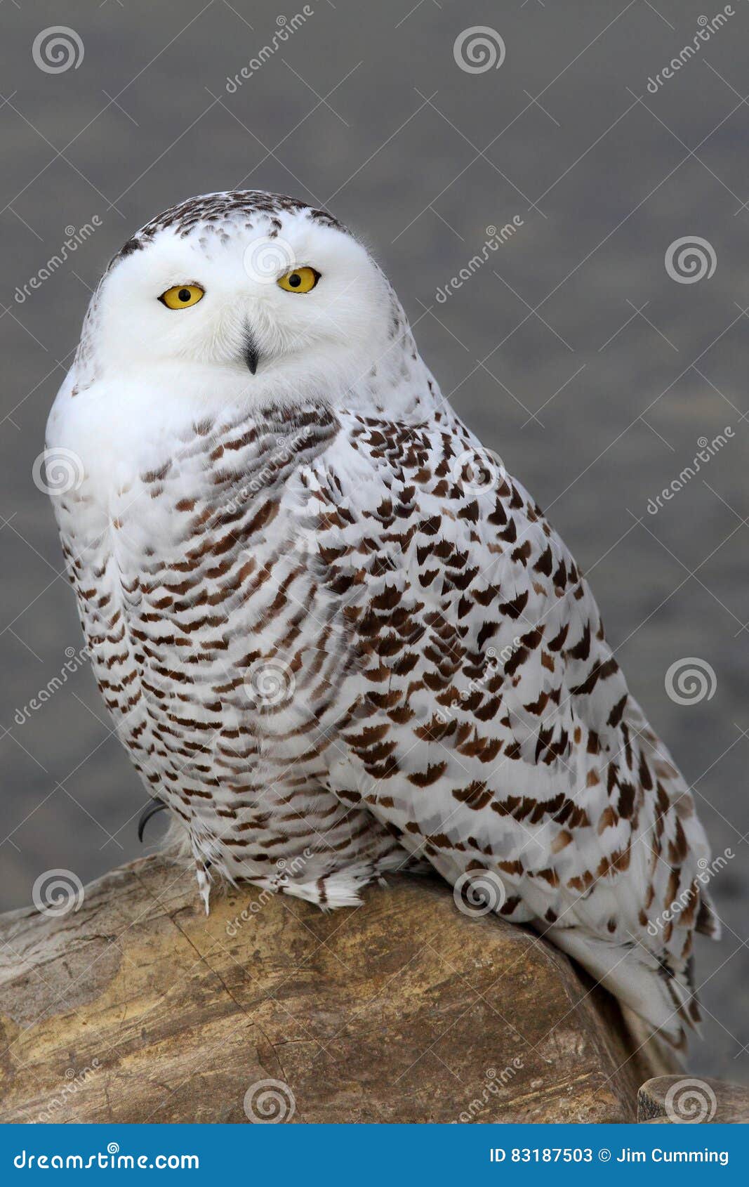 Buho Nevado imagen de archivo. Imagen de presa, cazador - 83187503