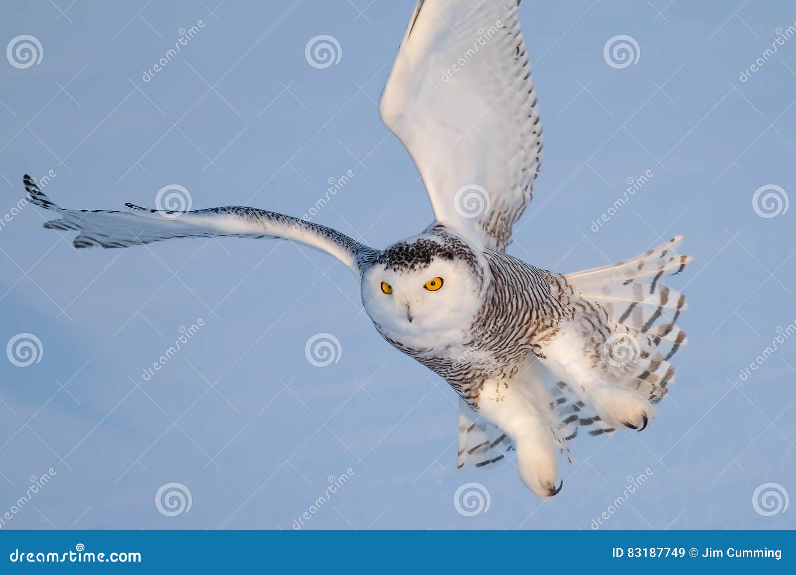 Buho Nevado imagen de archivo. Imagen de presa, nieve - 83187749