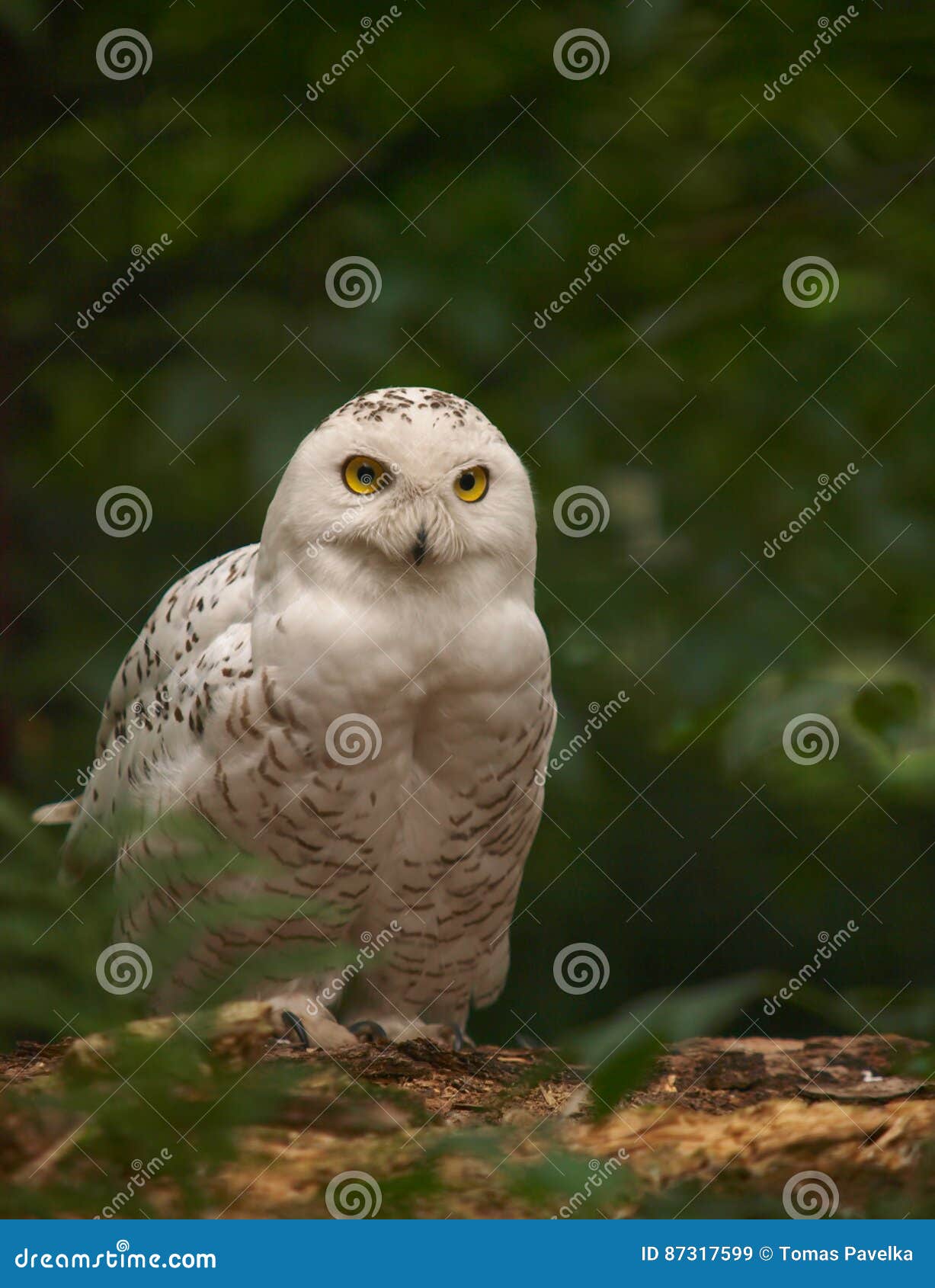 Buho Nevado imagen de archivo. Imagen de verde, nevoso - 87317599