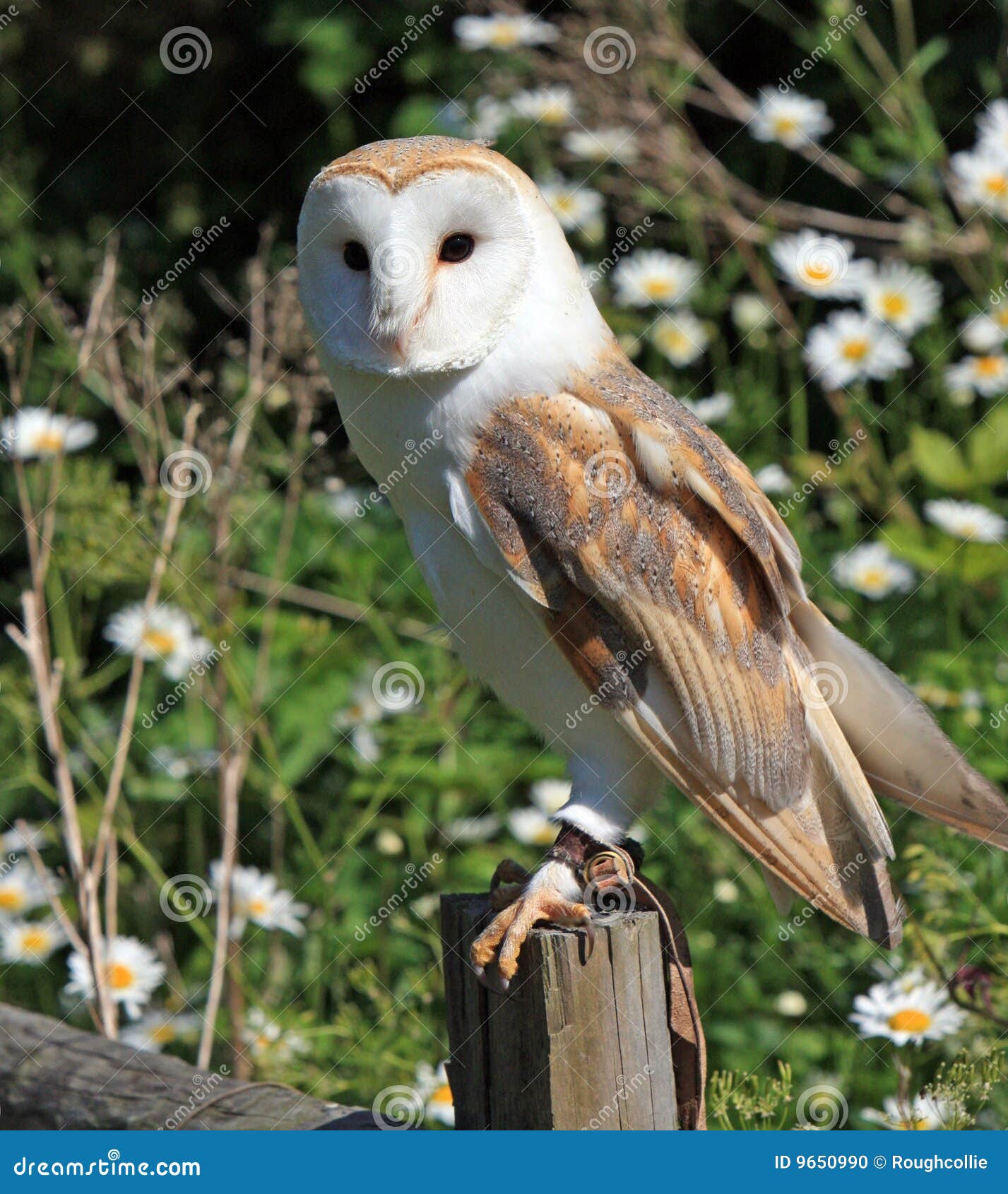 Buho Nevado foto de archivo. Imagen de brillante, fauna - 9650990