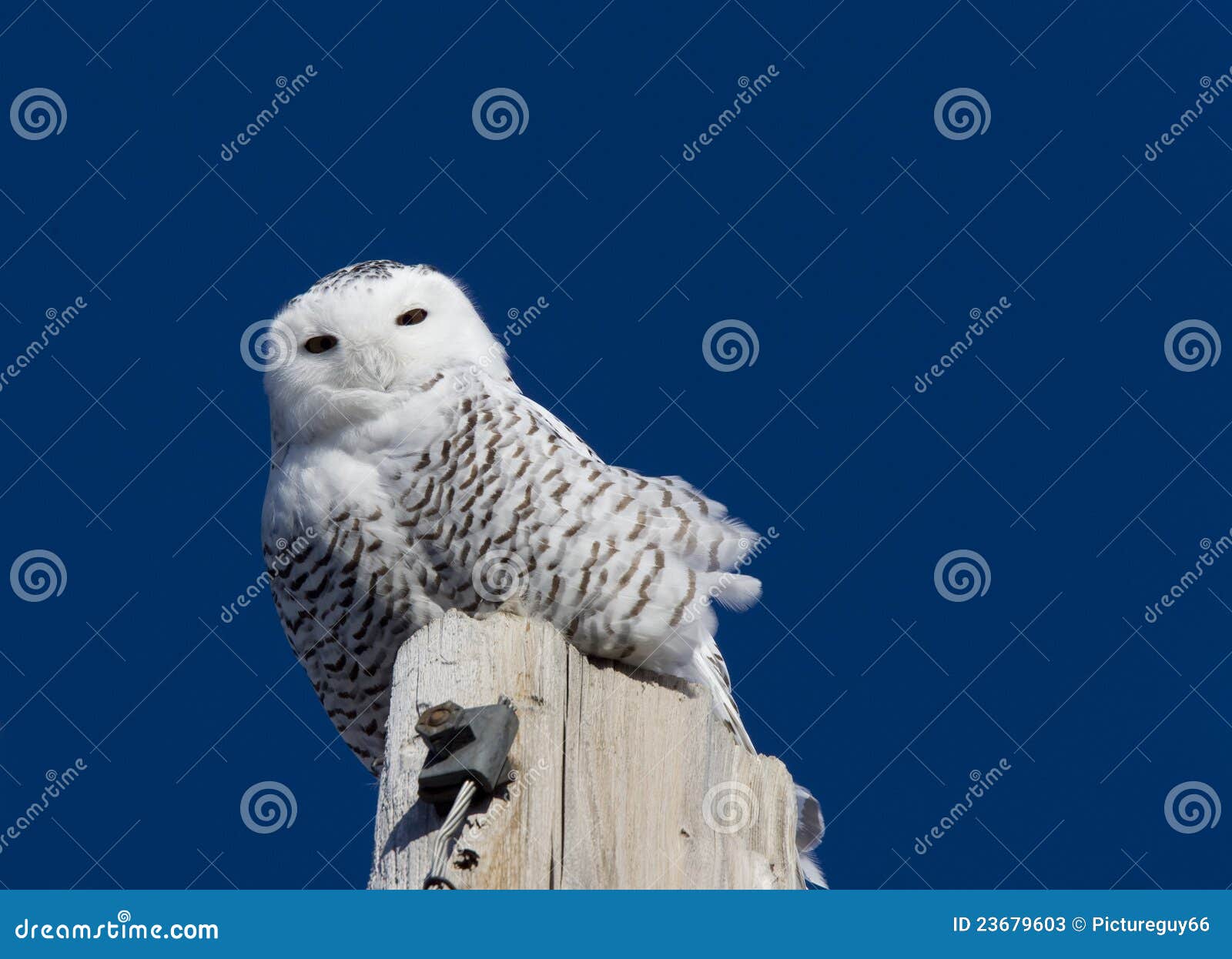 Buho Nevado encaramado imagen de archivo. Imagen de nieve - 23679603