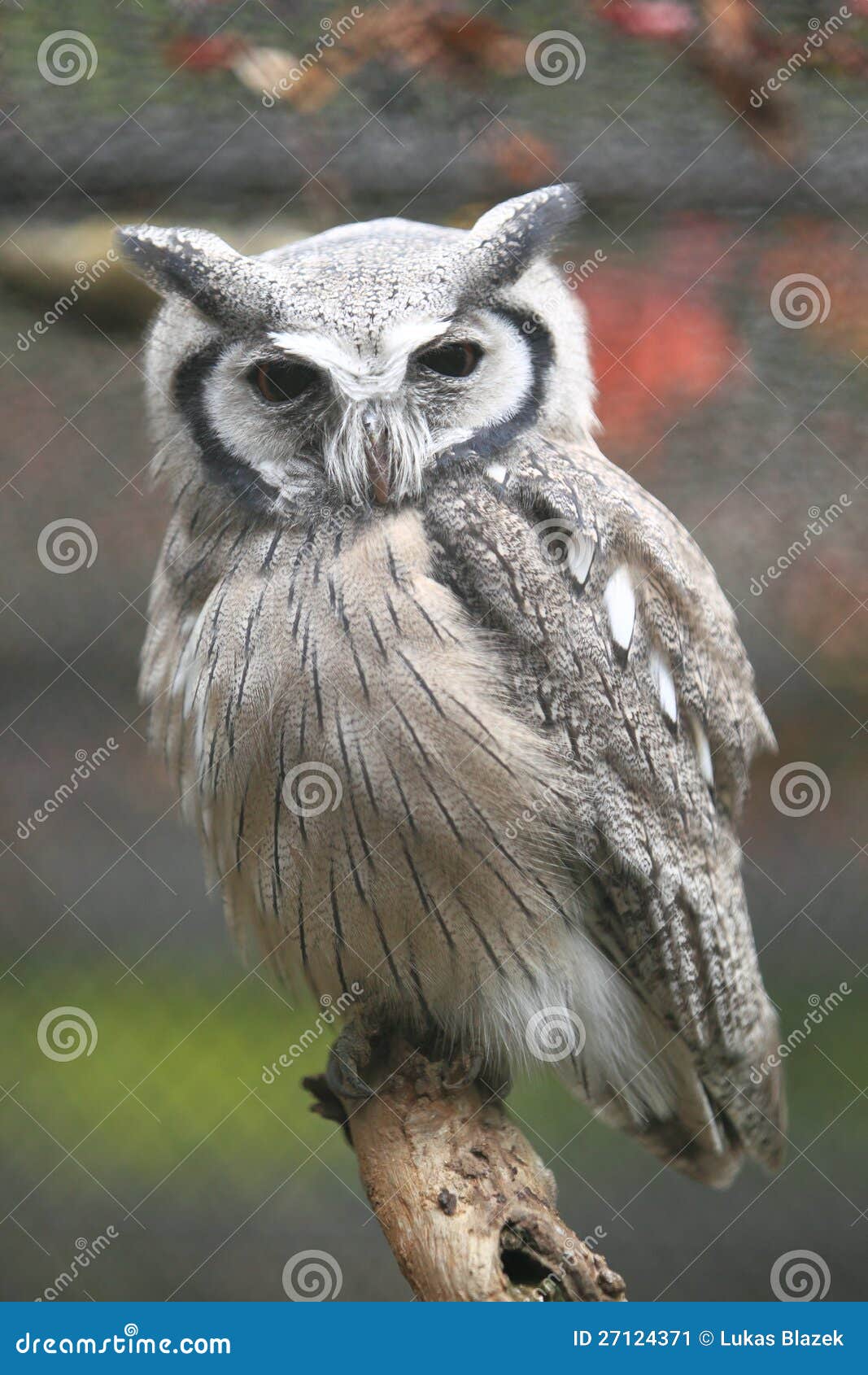 Buho white-faced norteño imagen de archivo. Imagen de buho - 27124371