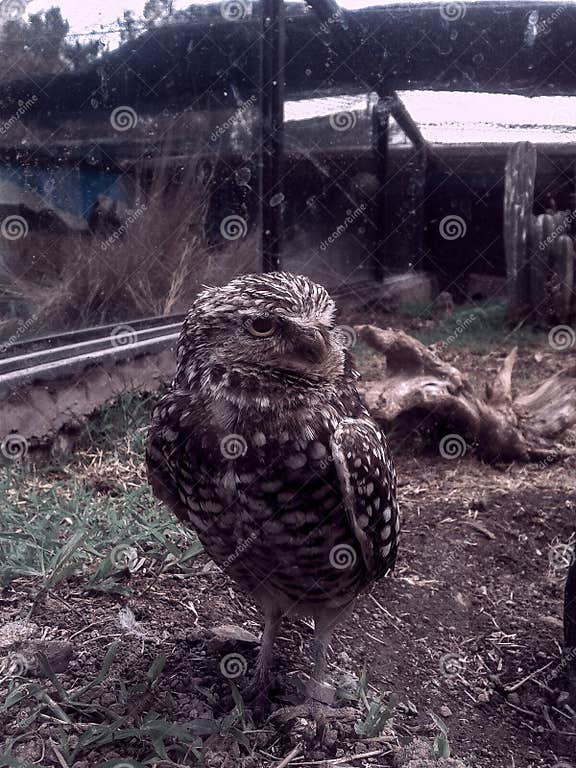 Buho stock image. Image of natural, green, buho - 133736927