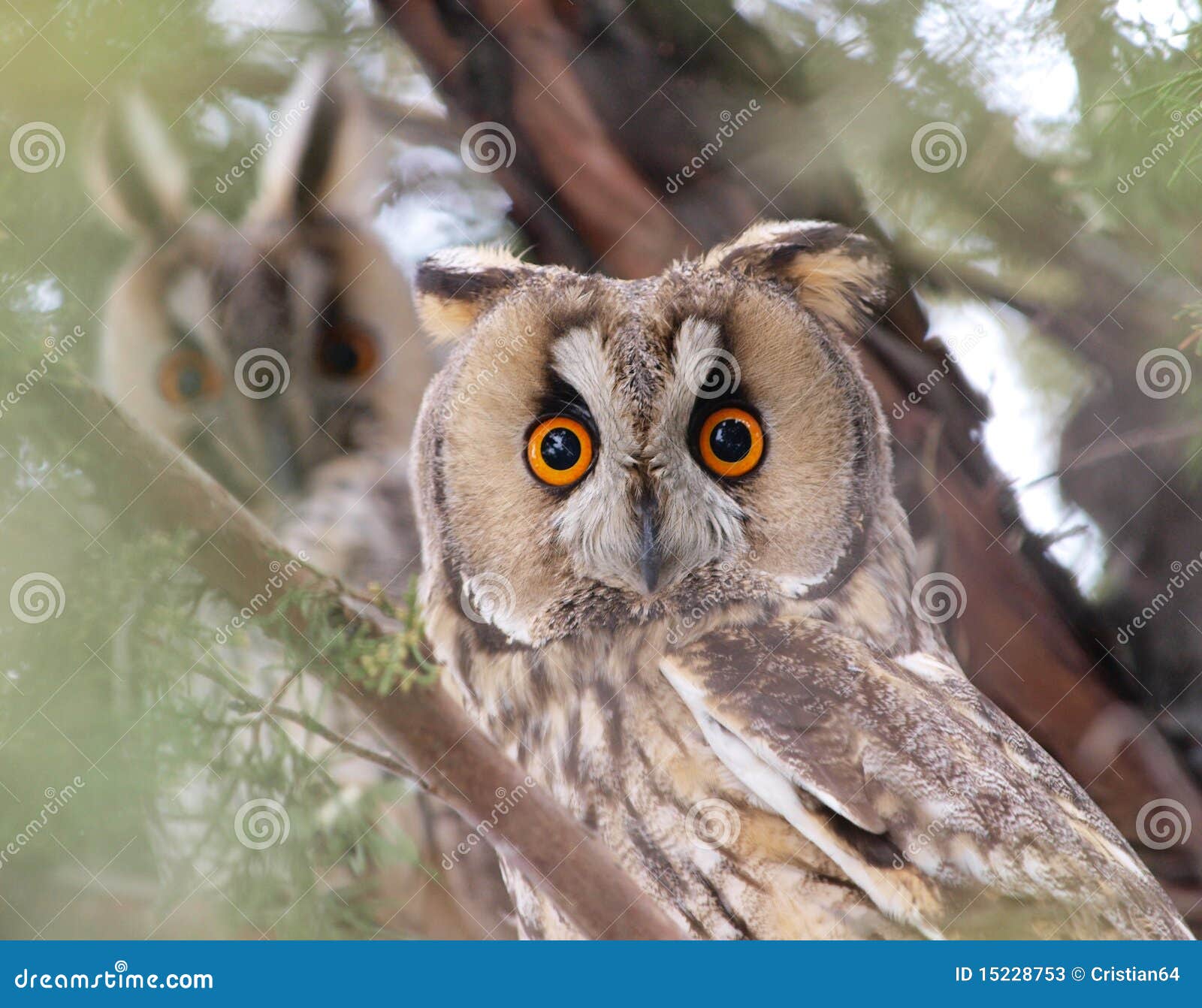 Buhos Long-eared (otus Del Asio) Imagen de archivo - Imagen de ...
