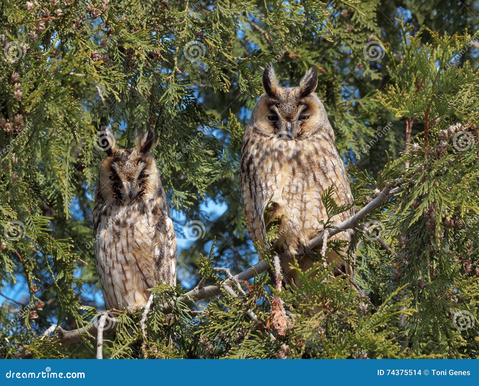 Buhos Long-eared (otus Del Asio) Foto de archivo - Imagen de rumania ...
