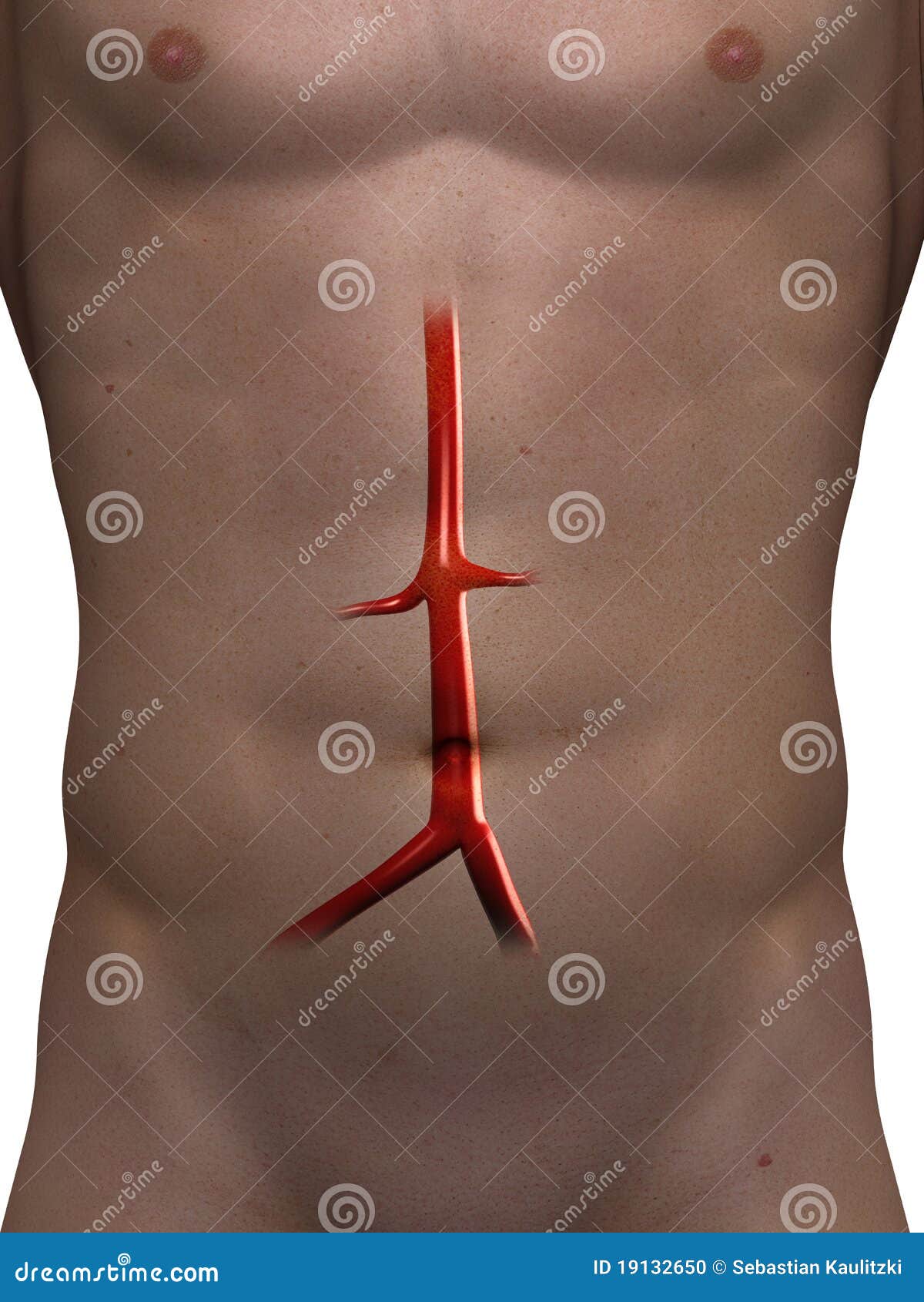 Buik slagader stock illustratie. Illustration of ader - 19132650