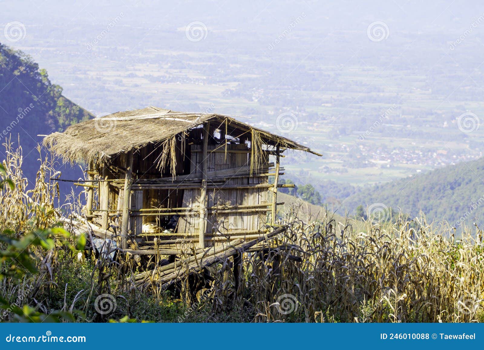 Build huts, corn Care stock photo. Image of food, countryside - 246010088