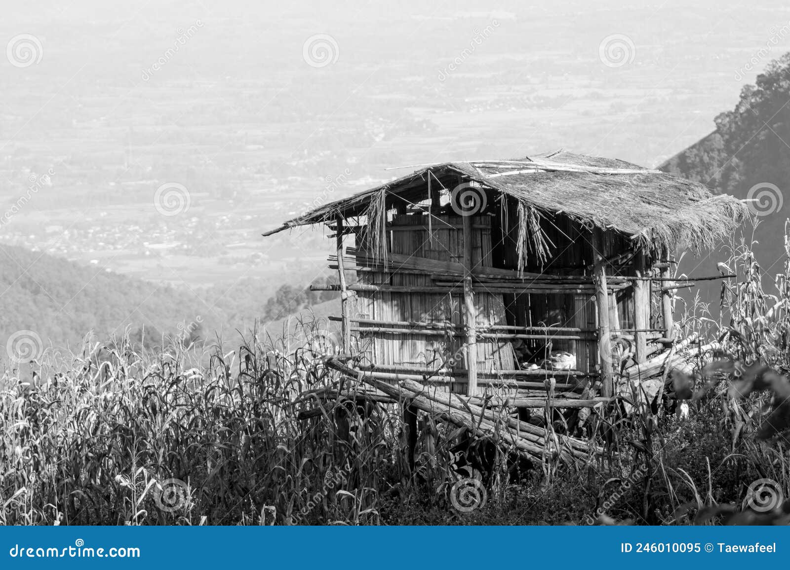 Build huts, corn Care stock image. Image of countryside - 246010095