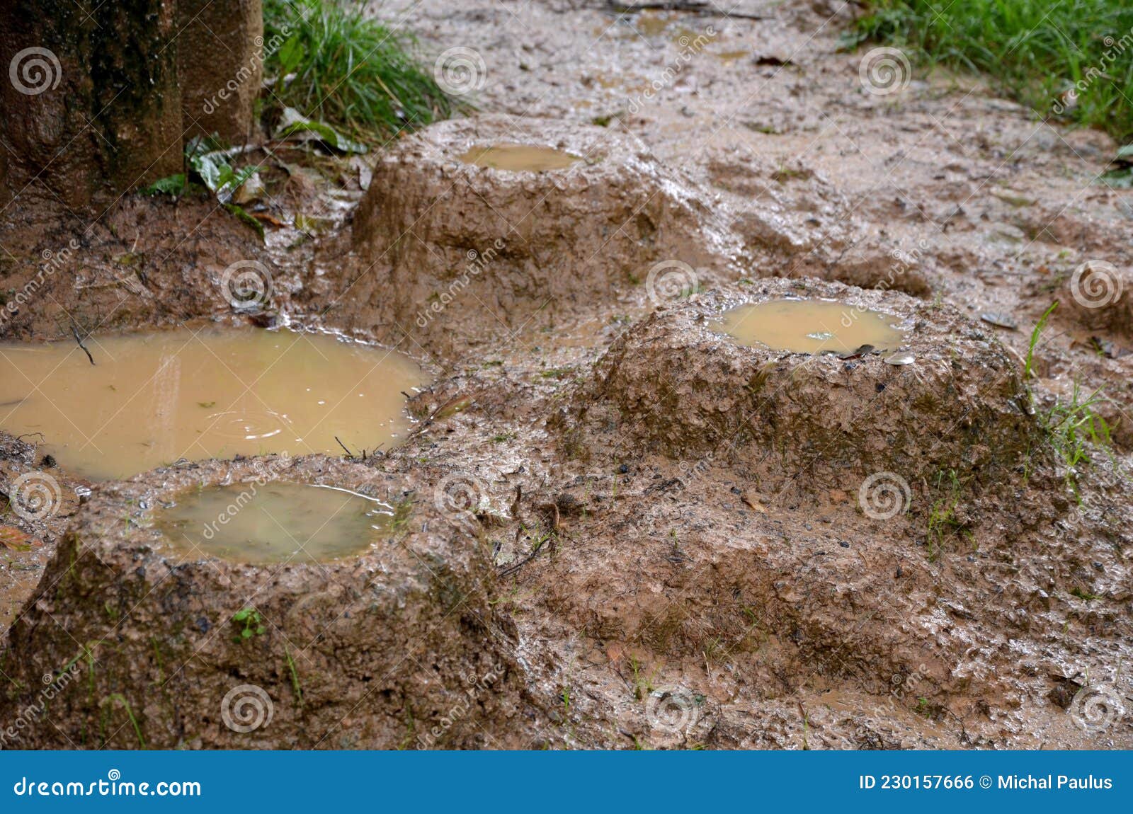 They Build Their Nests from Mud Brought in Their Beak, they are Hills ...