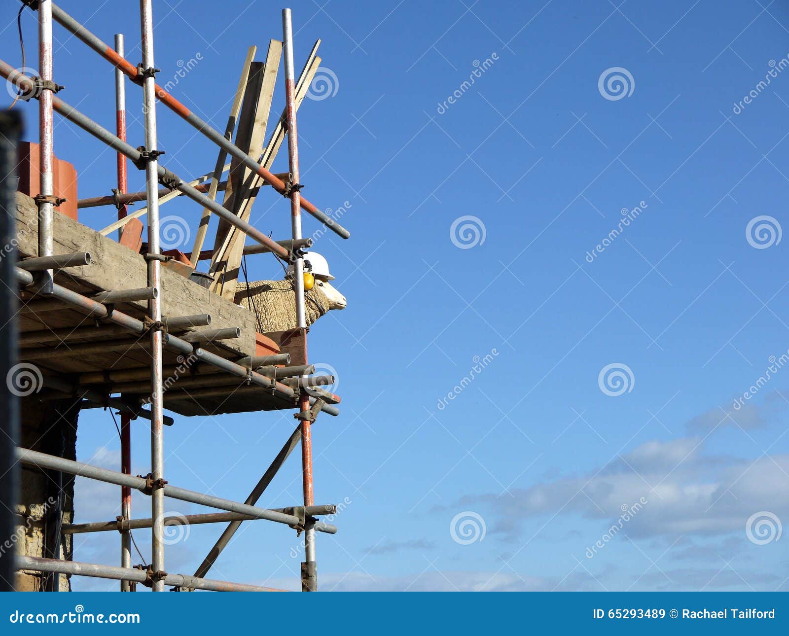 Builder Sheep Stock Photos - Free & Royalty-Free Stock Photos from ...