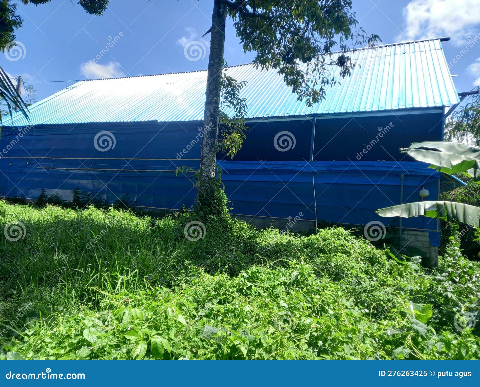 The Building with Blue Tarpaulin for Farming Stock Image - Image of ...