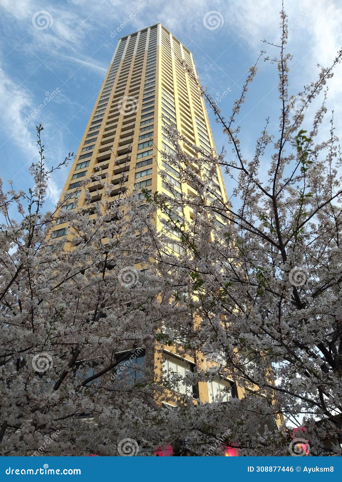 Building within the Cherry Blossom in Tokyo Stock Photo - Image of ...