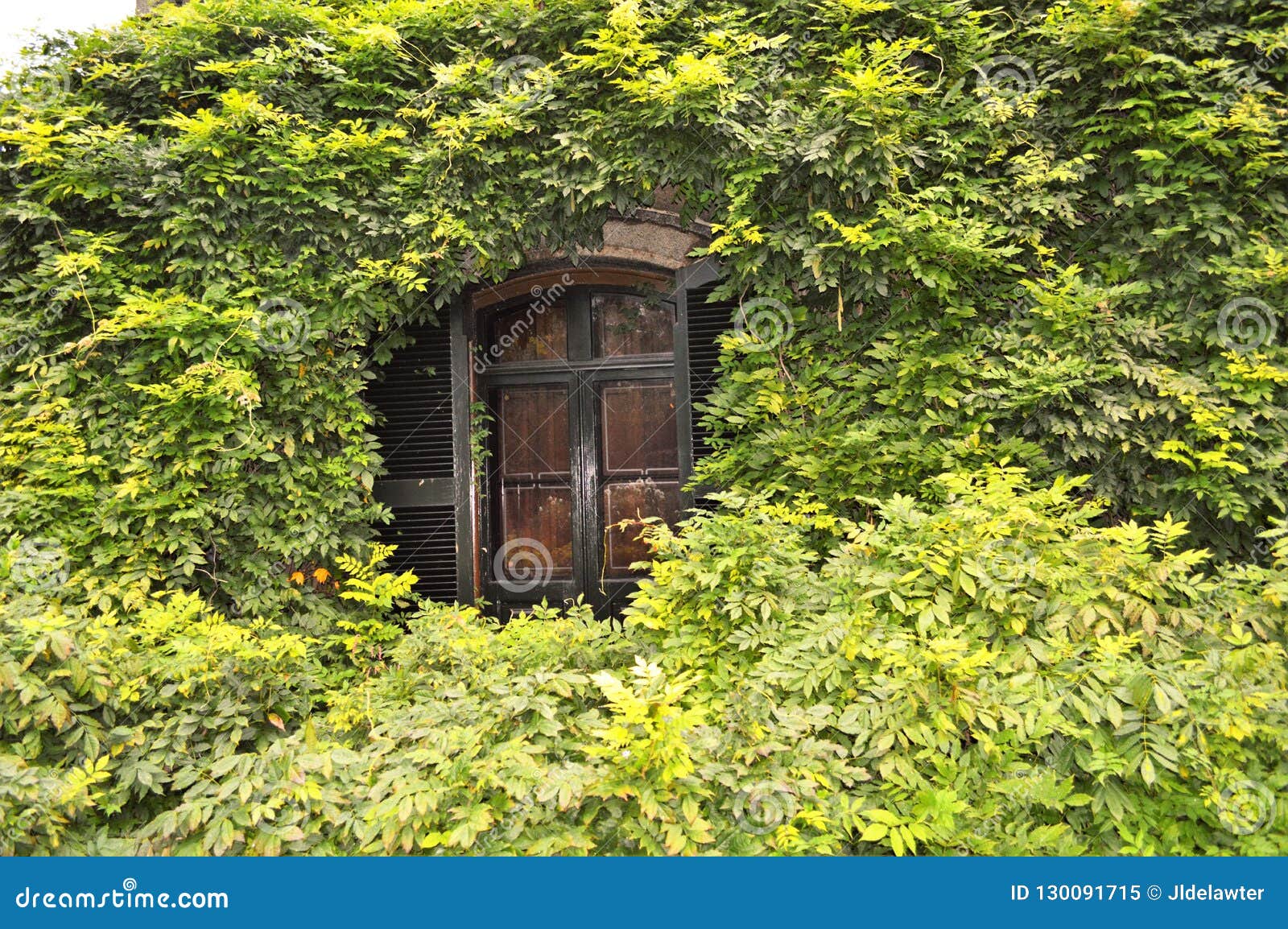 Building covered in ferns stock image. Image of beautiful - 130091715