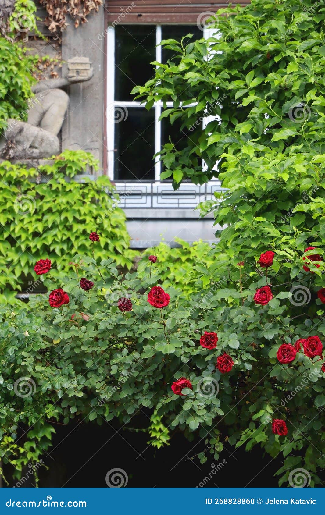 Building Covered in Plants stock photo. Image of architecture - 268828860