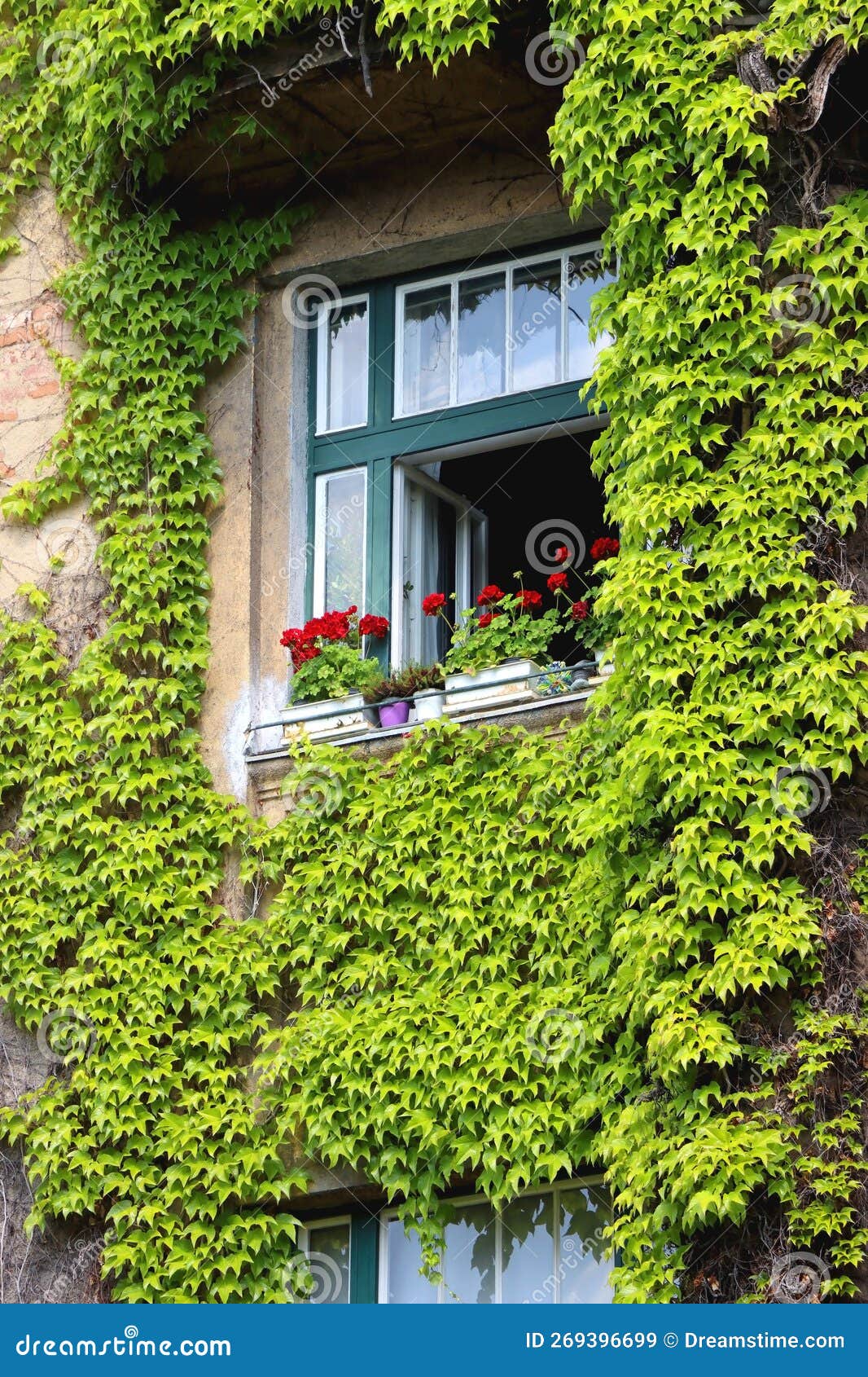 Building Covered in Plants stock image. Image of plant - 269396699