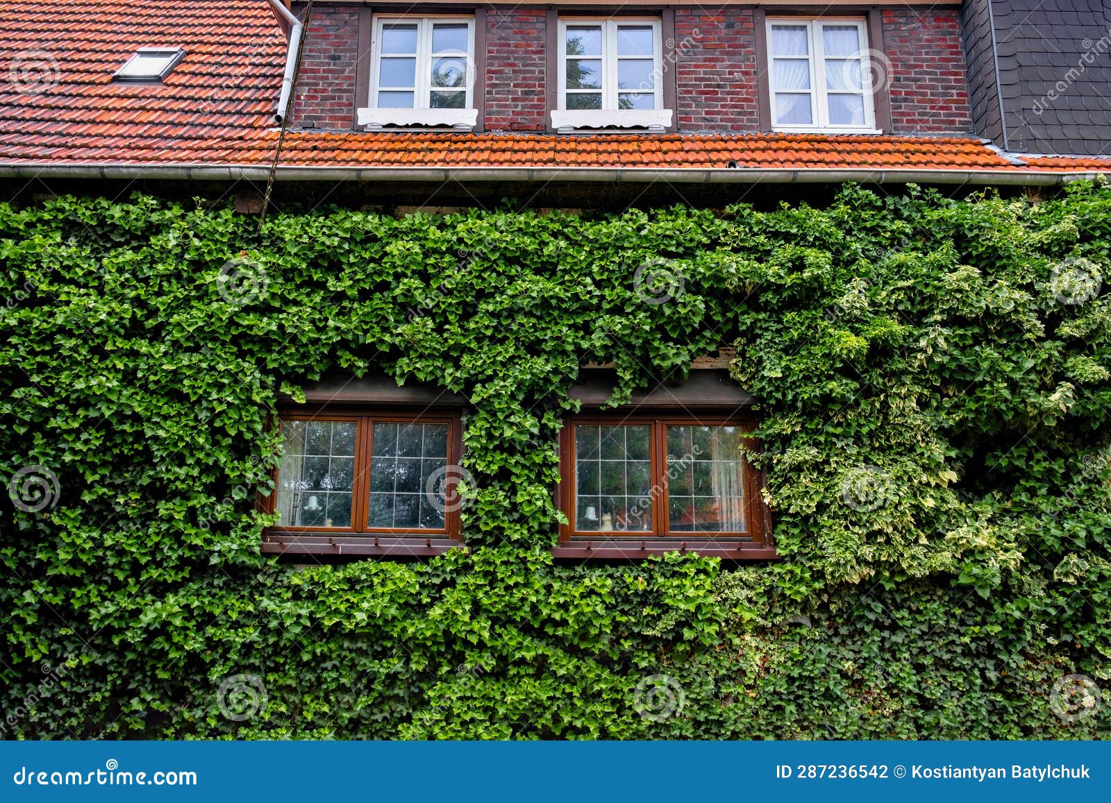 Building Covered in Vines and Windows in Germany Stock Photo - Image of ...