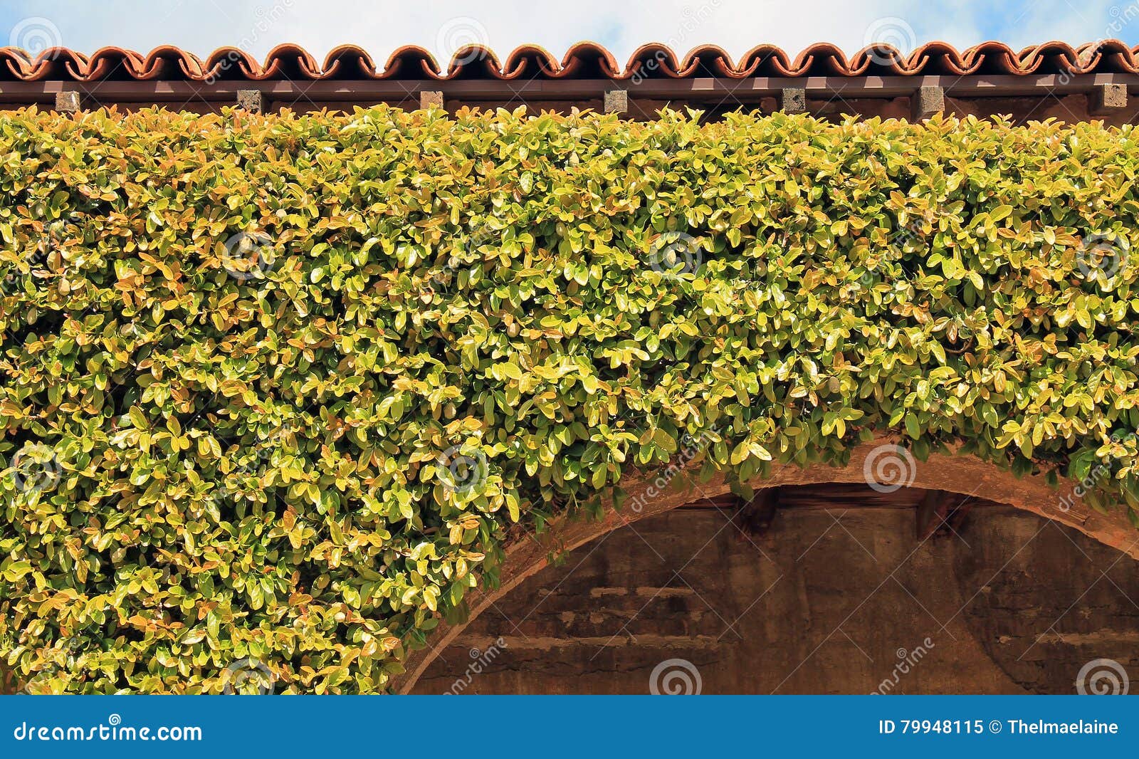 Building Facade Covered in Climbing Vegetation Stock Image - Image of ...