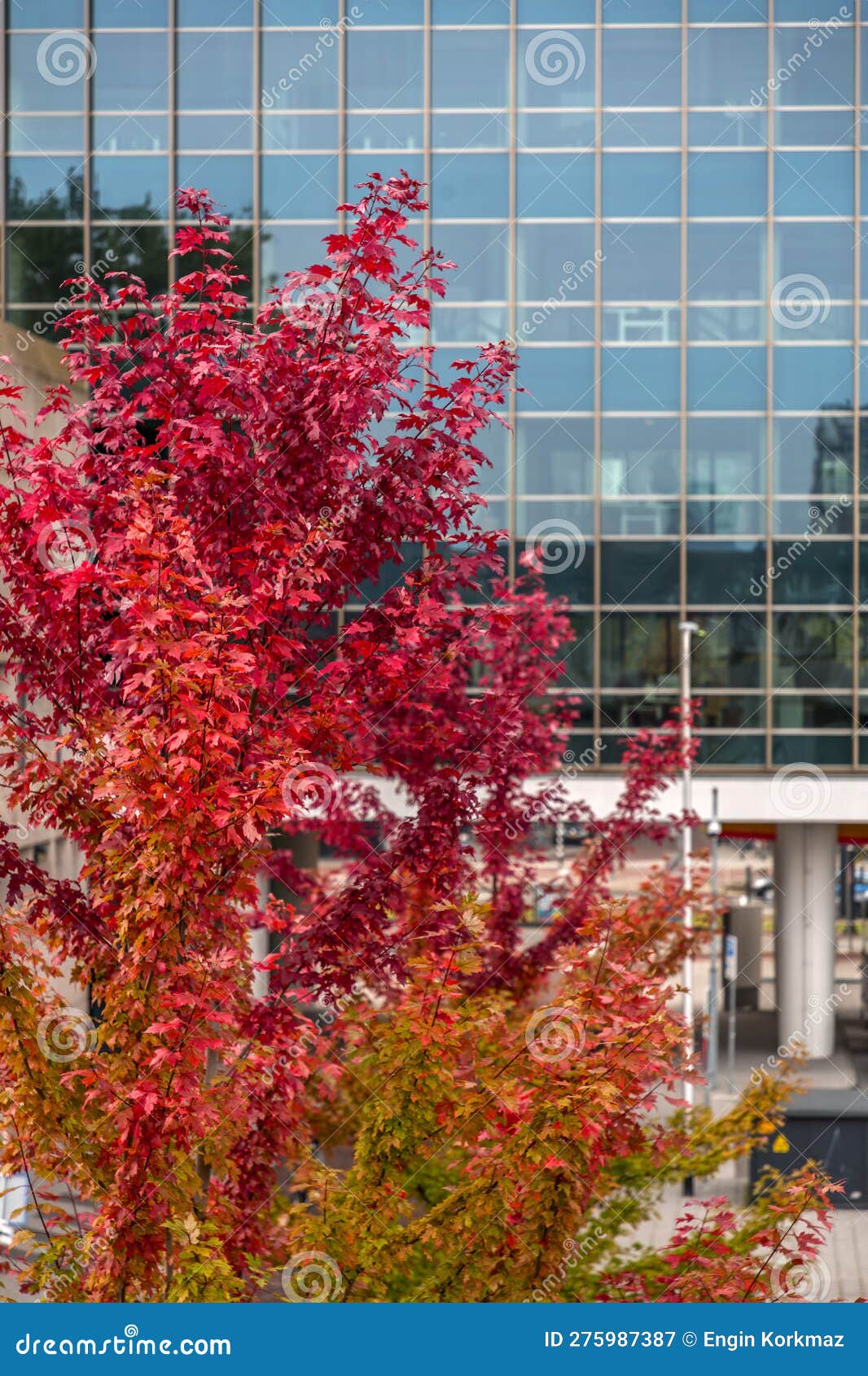 Building Facade Detail Pattern with Trees Stock Image - Image of ...