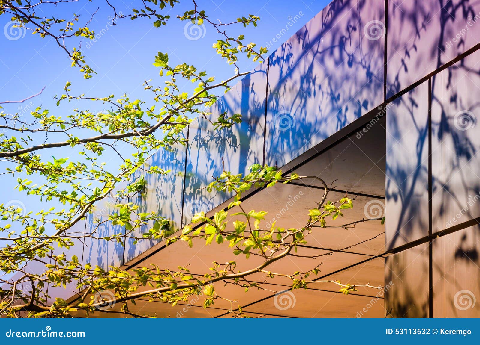 Building Facade with Tree and Shadows Stock Photo - Image of light ...