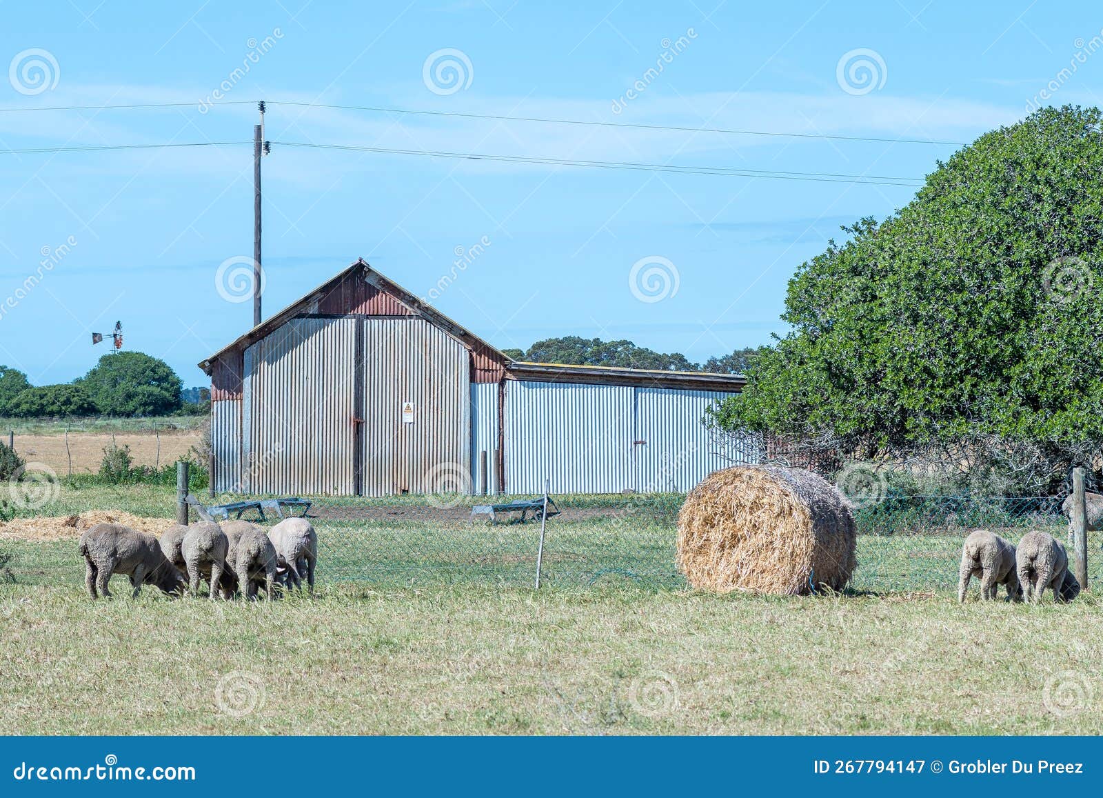 Building and Grazing Sheep on Road between Arniston and Struisbaai ...