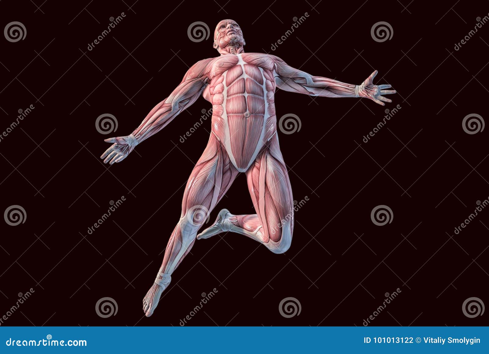 Building of the Human Muscular System in 3D Stock Illustration ...
