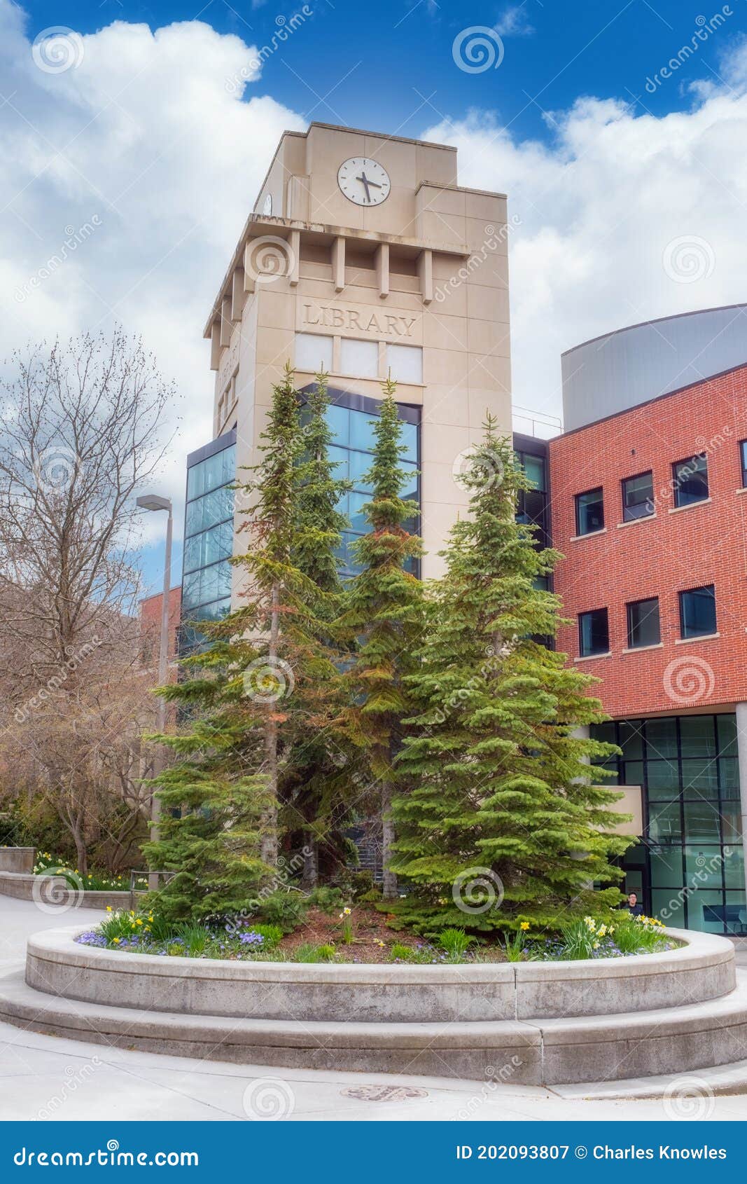 Building Labeled Library with Pine Trees in a Planter Box Stock Image ...