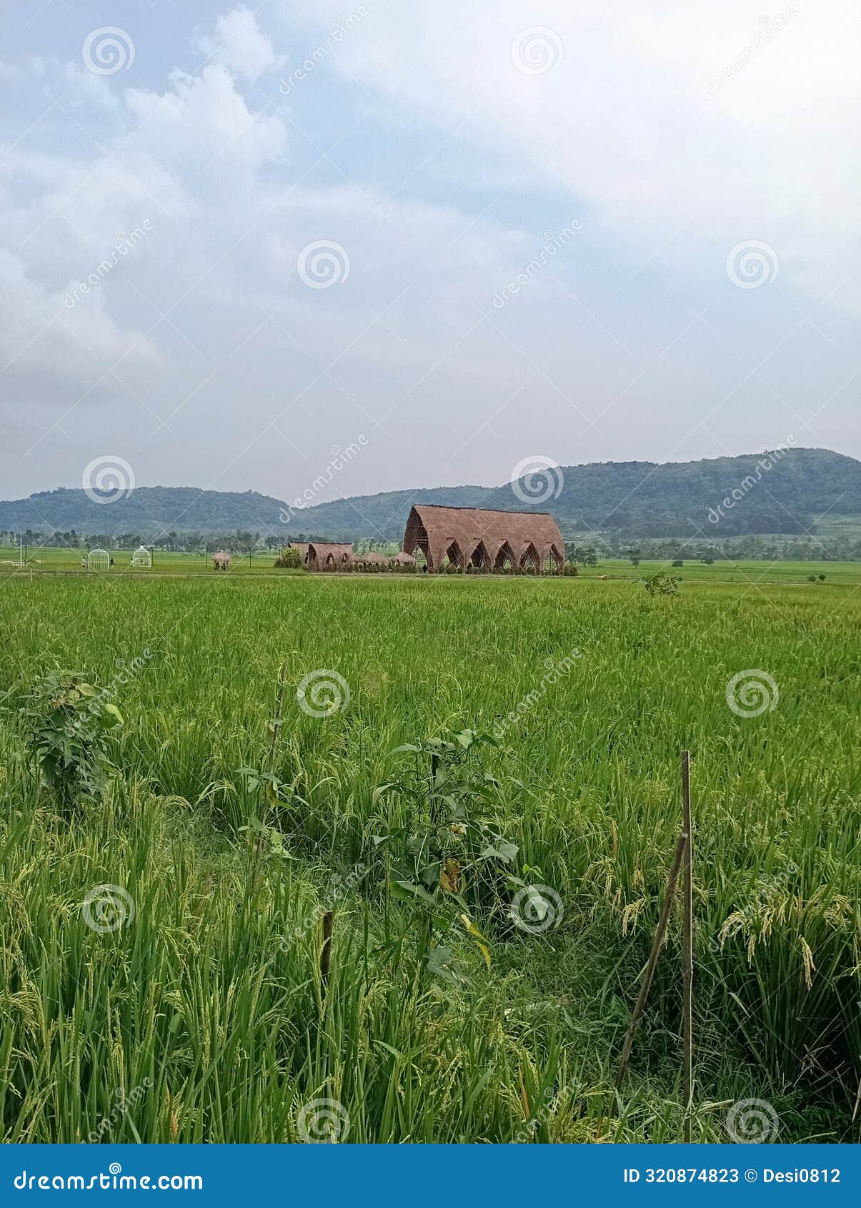 Building in the Middle of Beautiful Rice Fields Stock Image - Image of ...