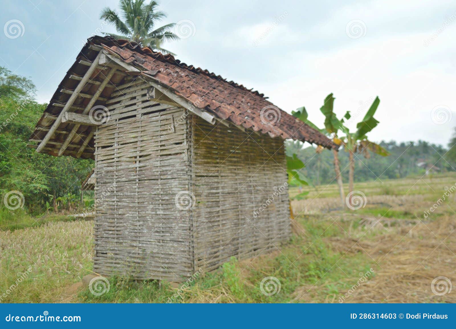 Building in the Middle of a Dry Rice Field after the Main Harvest Stock ...