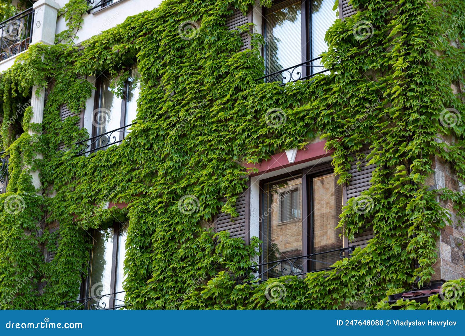 The Building is Overgrown with Climbing Vines Stock Photo - Image of ...